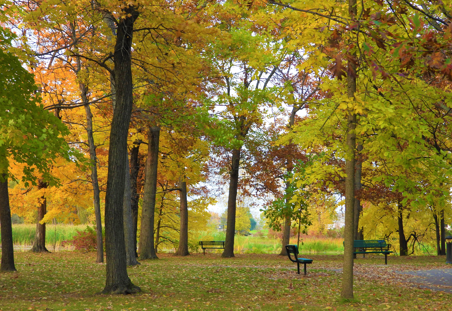 Village of Allouez - Forestry